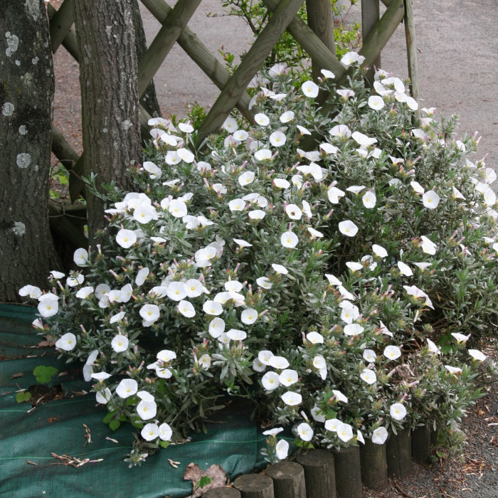 Convolvulus cneorum