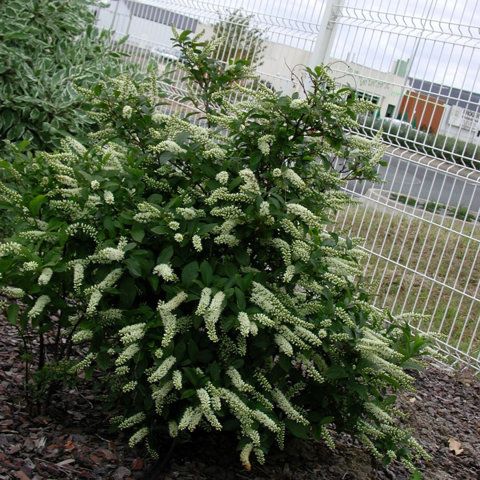 Itea virginica