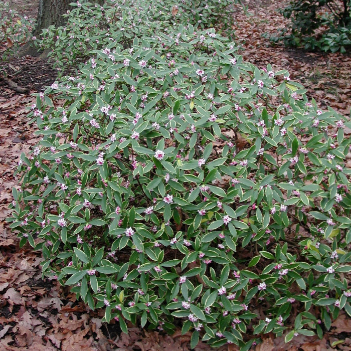 Daphne odora 'Aureomarginata'