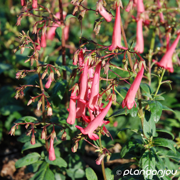 Phygelius xrectus 'African Queen'
